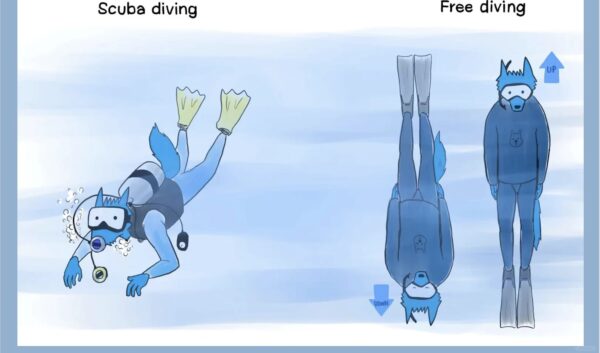 What are the differences between free diving and scuba？ - starstone sports